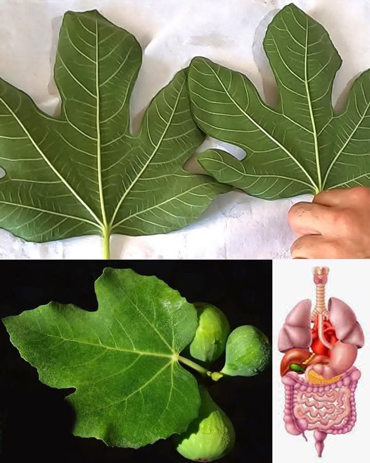 Hojas de higos, sus usos y para que sirve consumirlo - Web Recetas Oficial