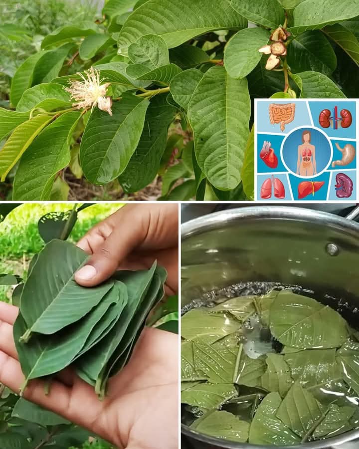 Té de Hojas de Guayaba: beneficios, propiedades y como prepararlo - Web ...