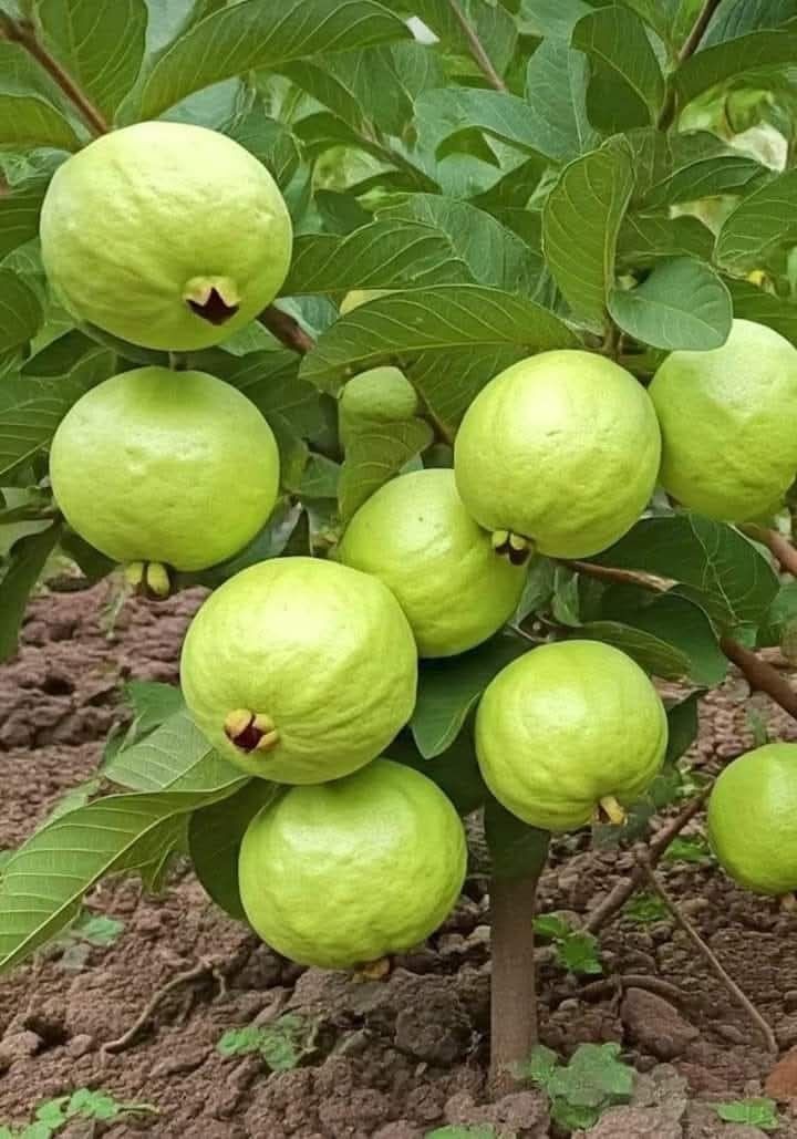 Conoce los beneficios de la guayaba - Web Recetas Oficial