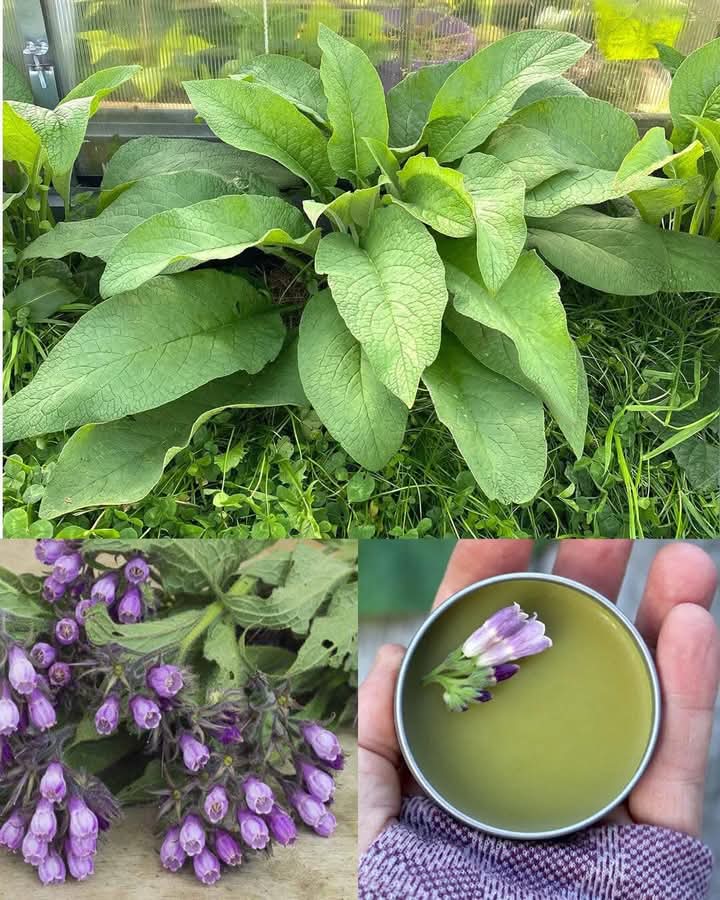 Propiedades de Suelda Consuelda o Tradescantia zebrina | Hermosa Planta ...